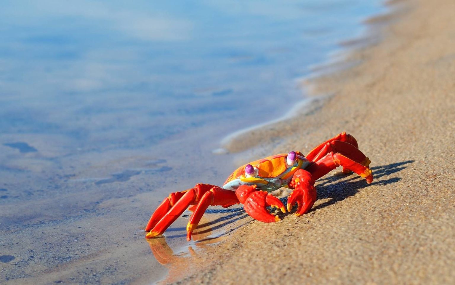 Krabben: Alles Wissenswerte über die Krebstiere