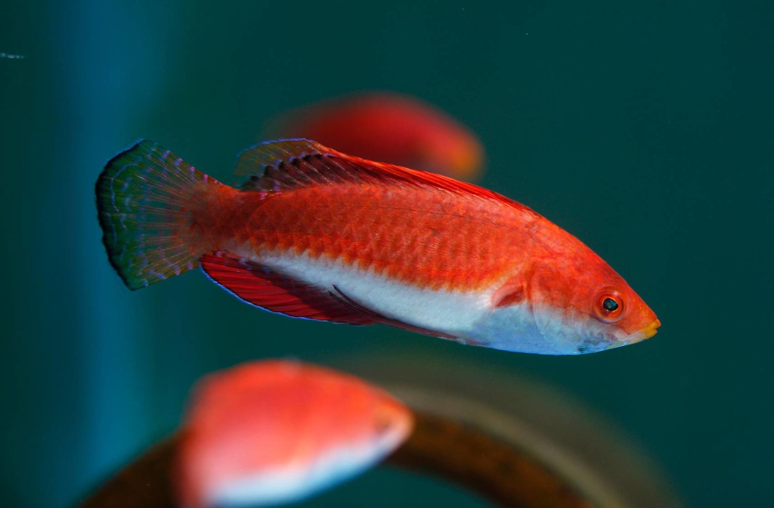 Lippfische: Alle Infos zu den farbenfrohen Meeresfischen | Simfisch.de