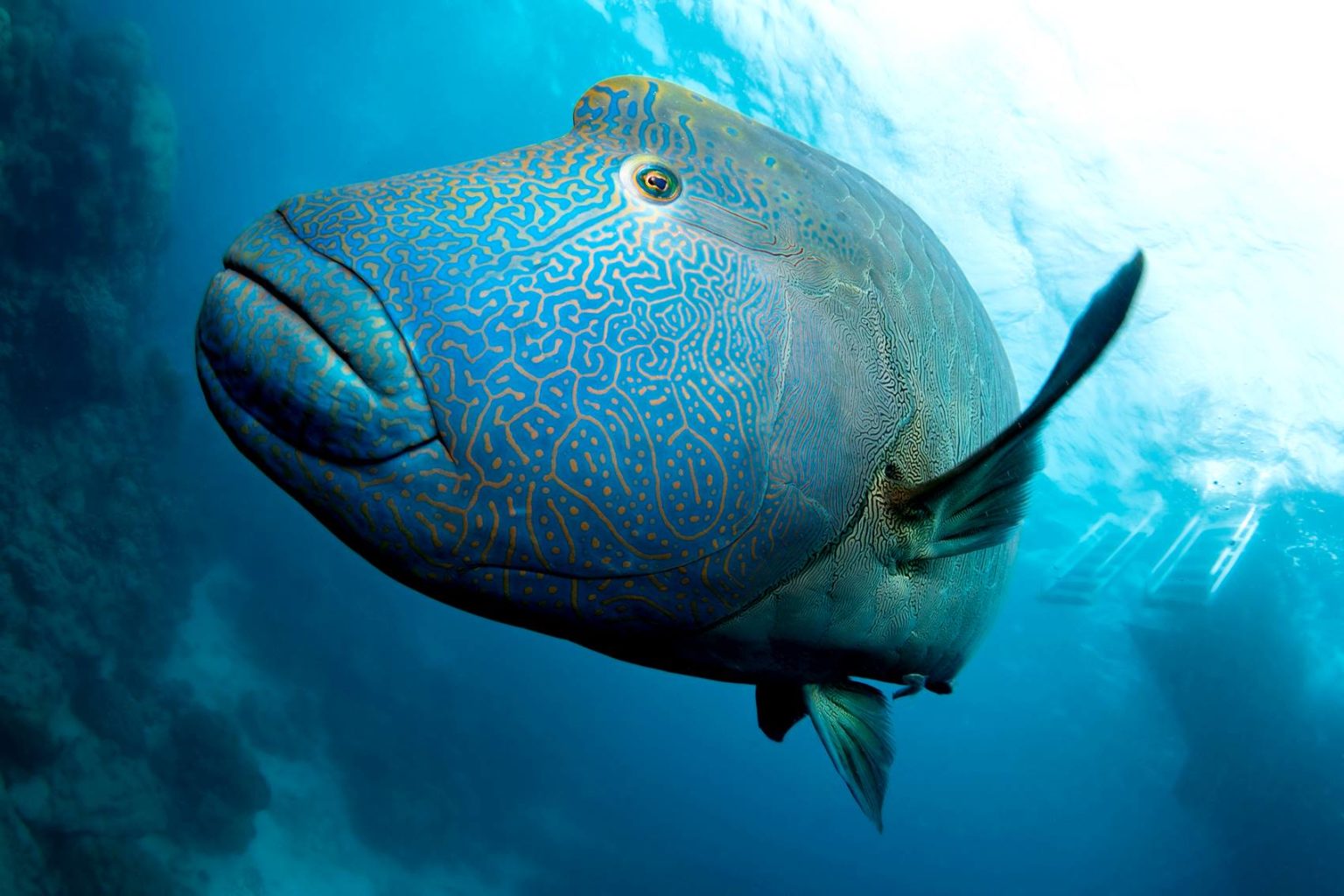 Lippfische: Alle Infos zu den farbenfrohen Meeresfischen | Simfisch.de