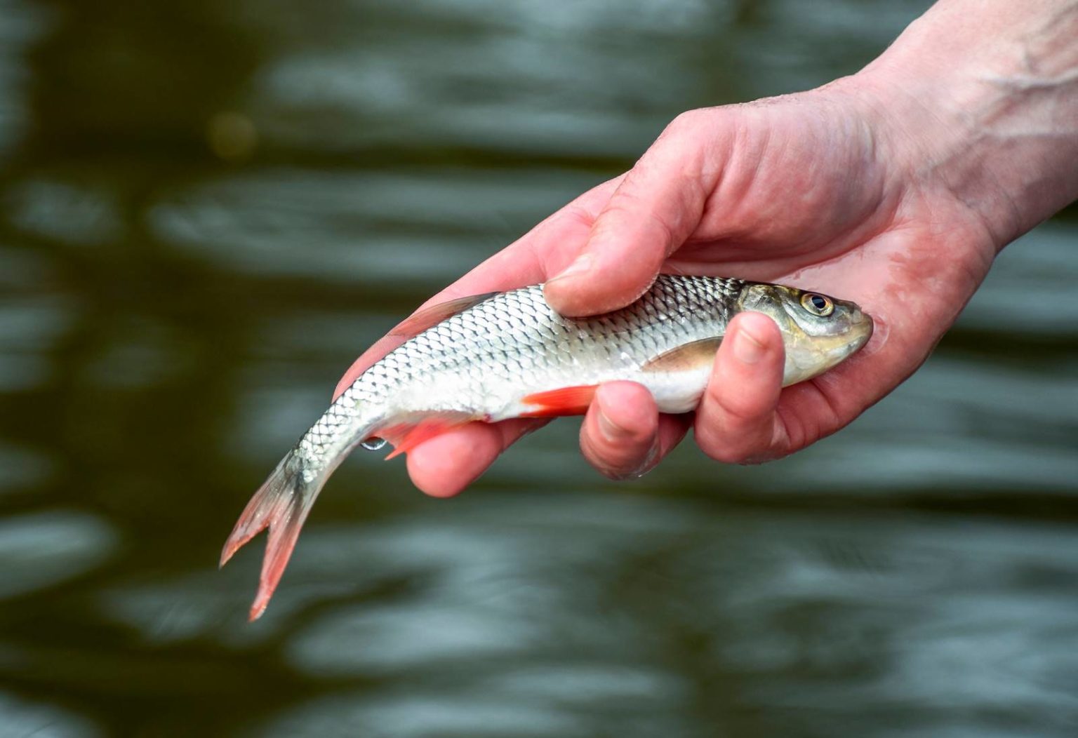 Rotfeder angeln: Tipps für Tackle, Montagen und Köder