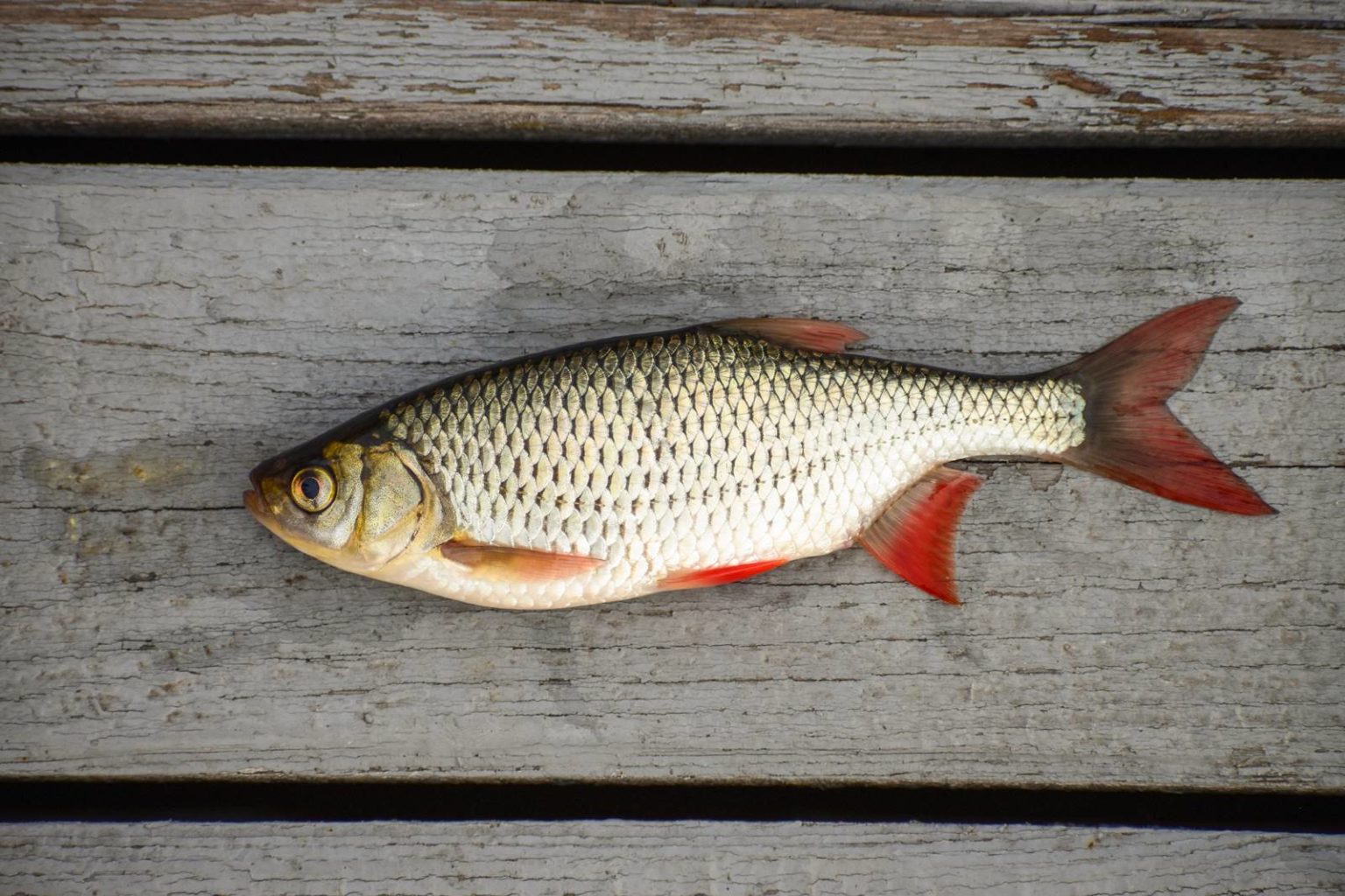 Die Rotfeder im Detail: Biologie, Verhalten, Lebensraum | Simfisch.de