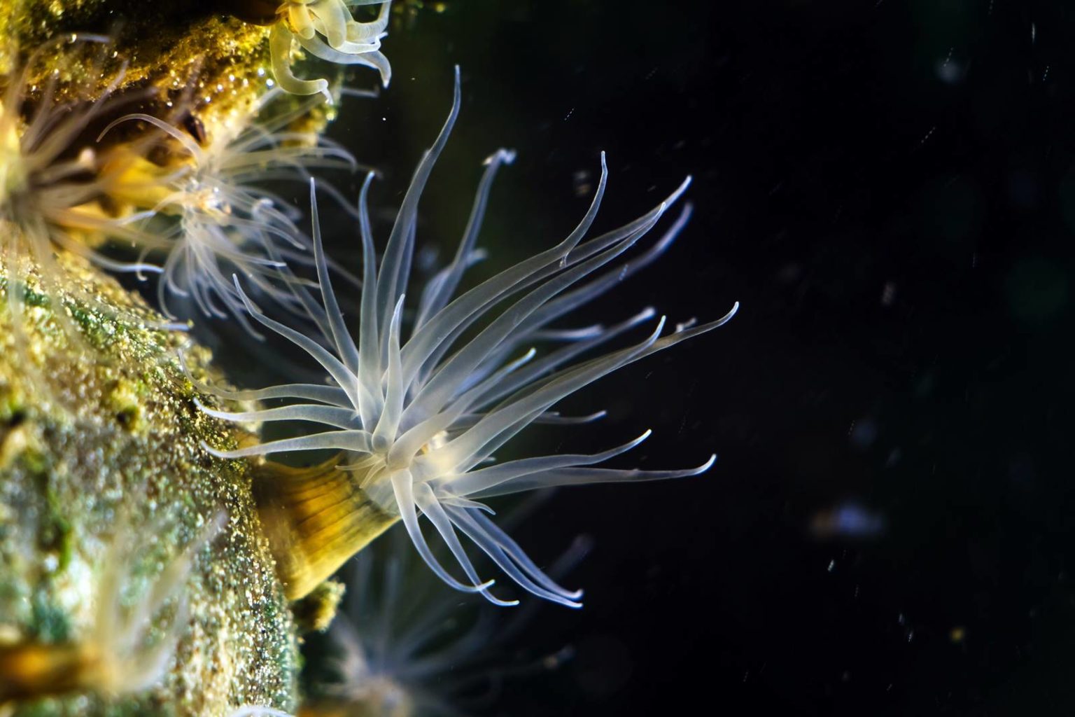 Seeanemonen: Alle Infos zu besonderen Meerestieren | Simfisch.de