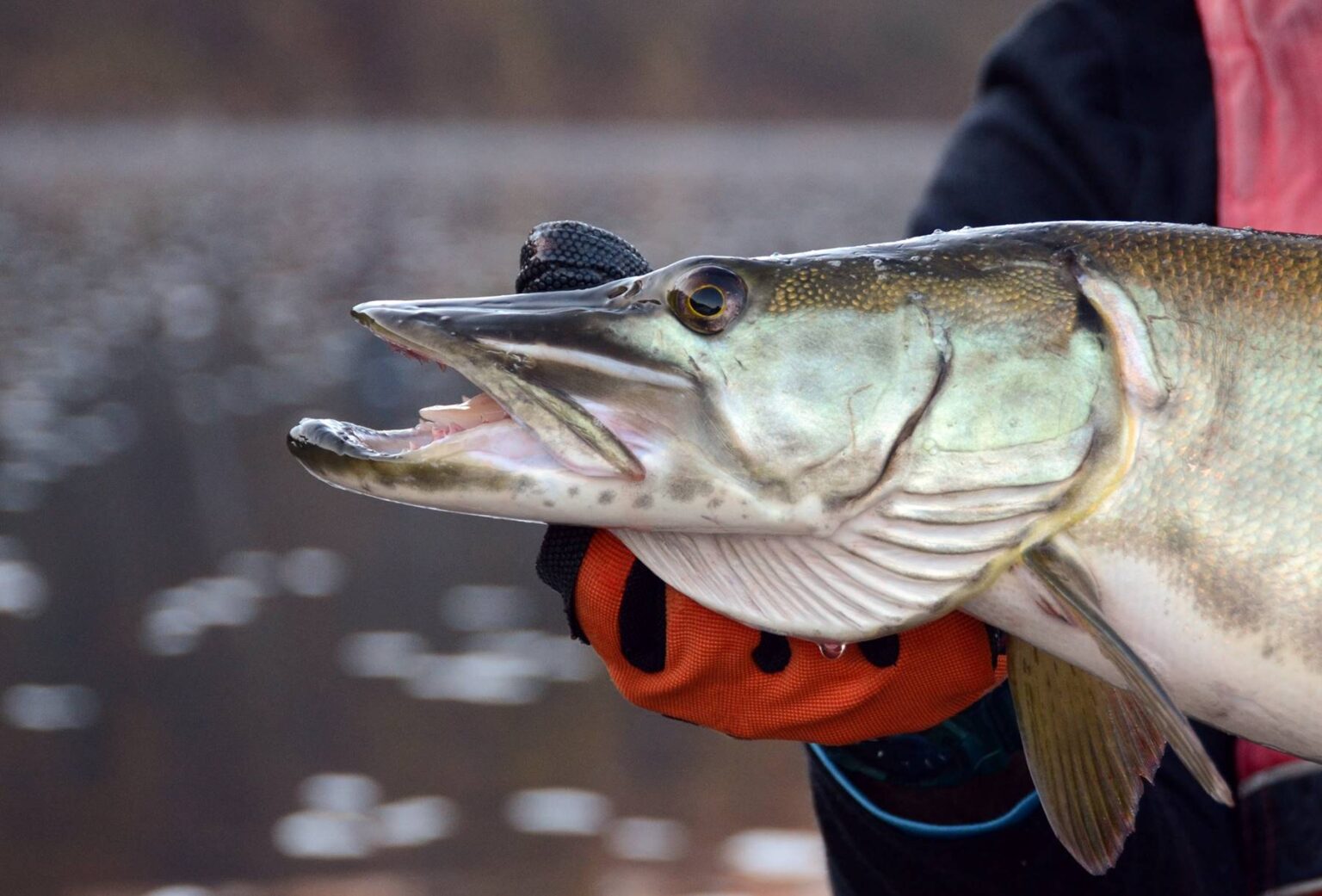 Hecht: Alle Infos zum berüchtigten Raubfisch | Simfisch.de