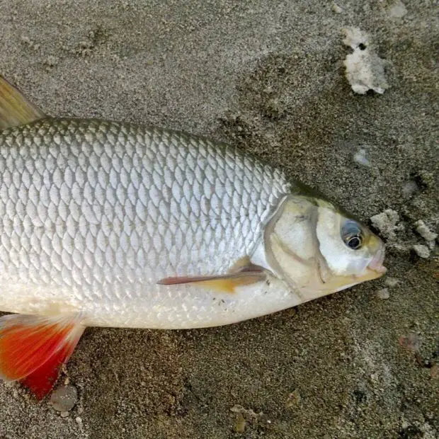 Streber: Alles Wissenswerte zum kleinen Fisch