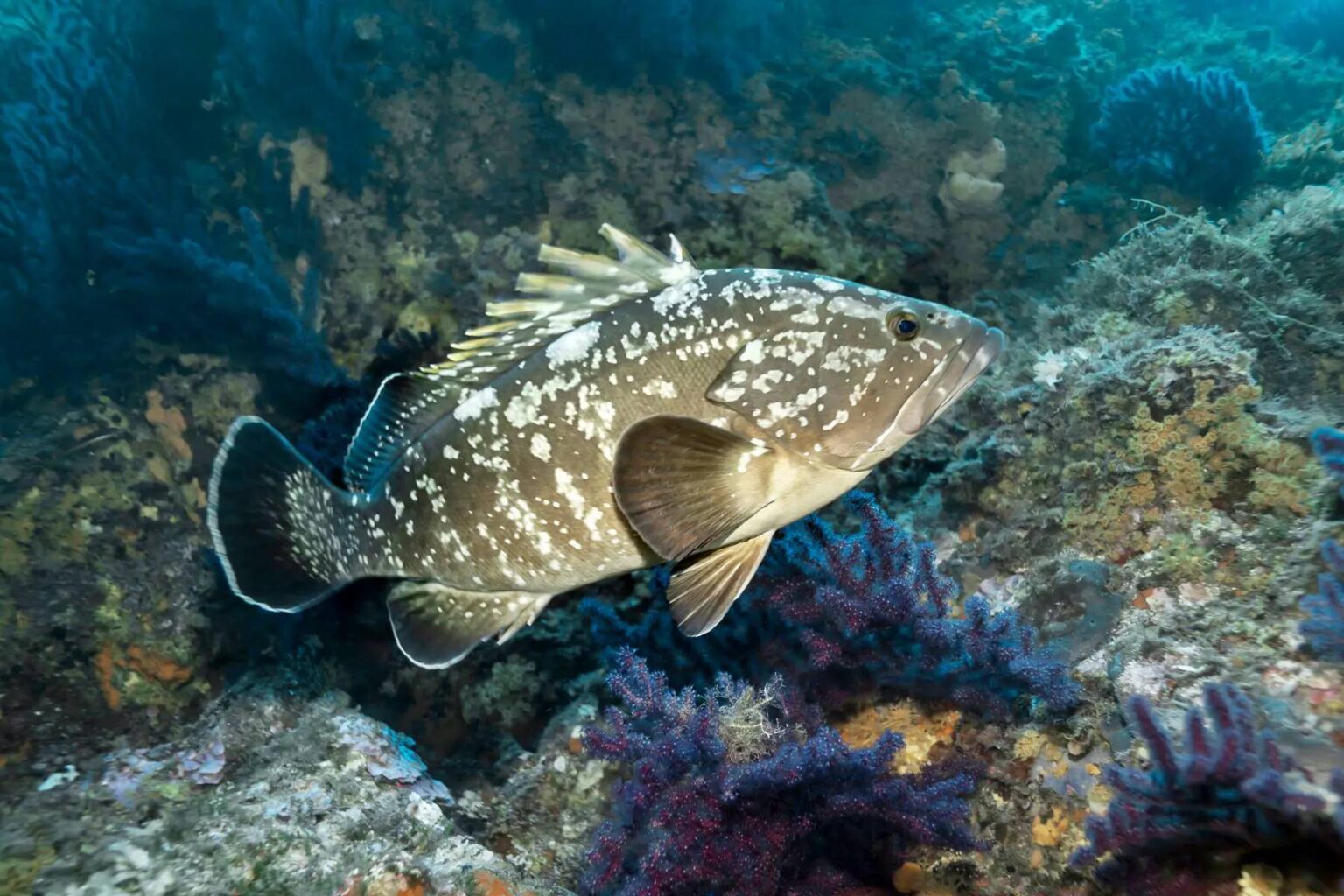 Zackenbarsch: Alle Infos zum beliebten Mittelmeerfisch