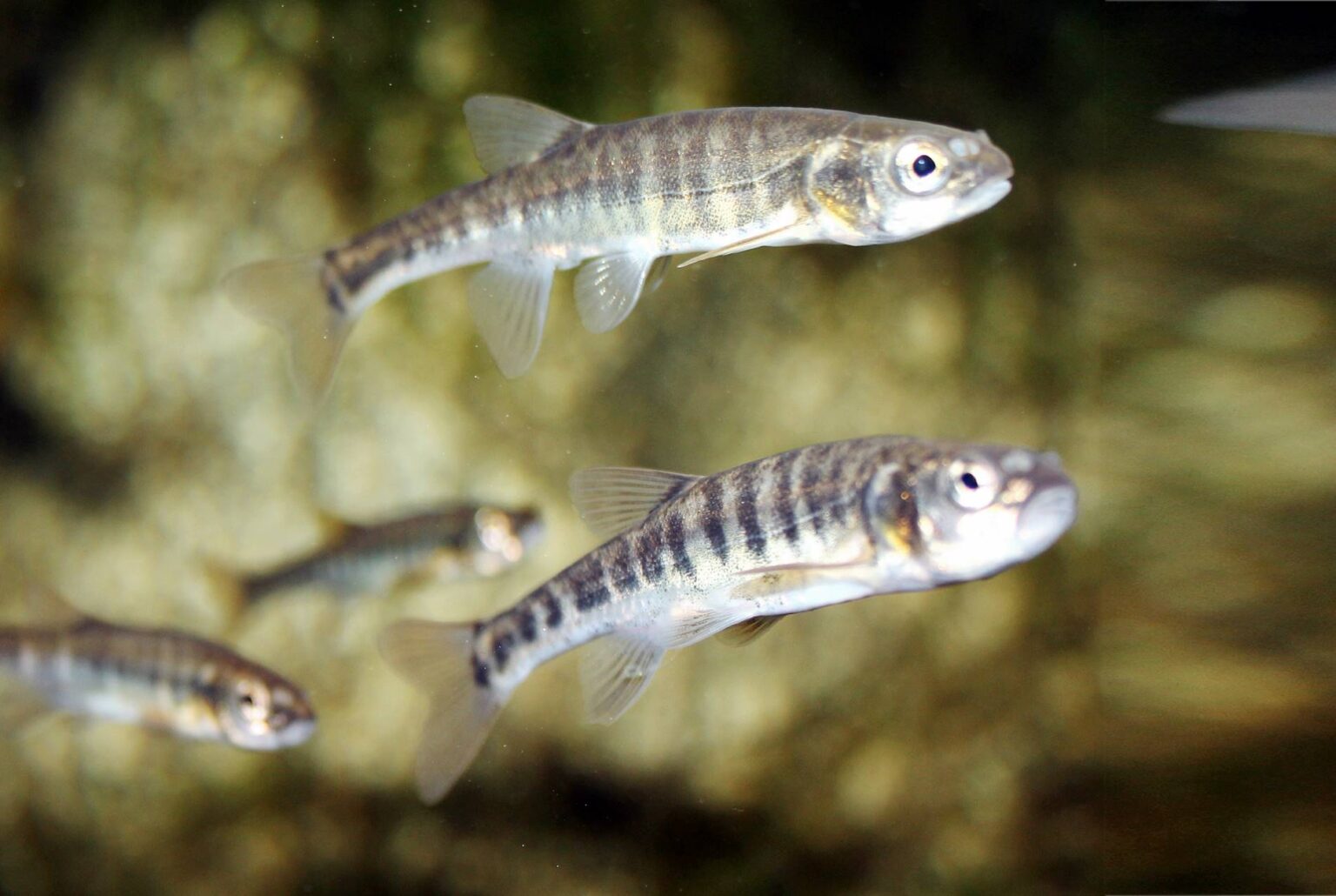 Elritze: Einheimischer Winzling im Fischportrait