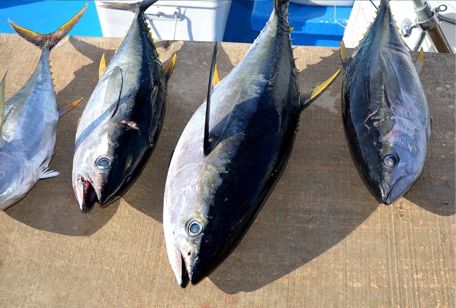 Gelbflossen-Thunfisch: Biologie, Lebensweise, Verbreitung