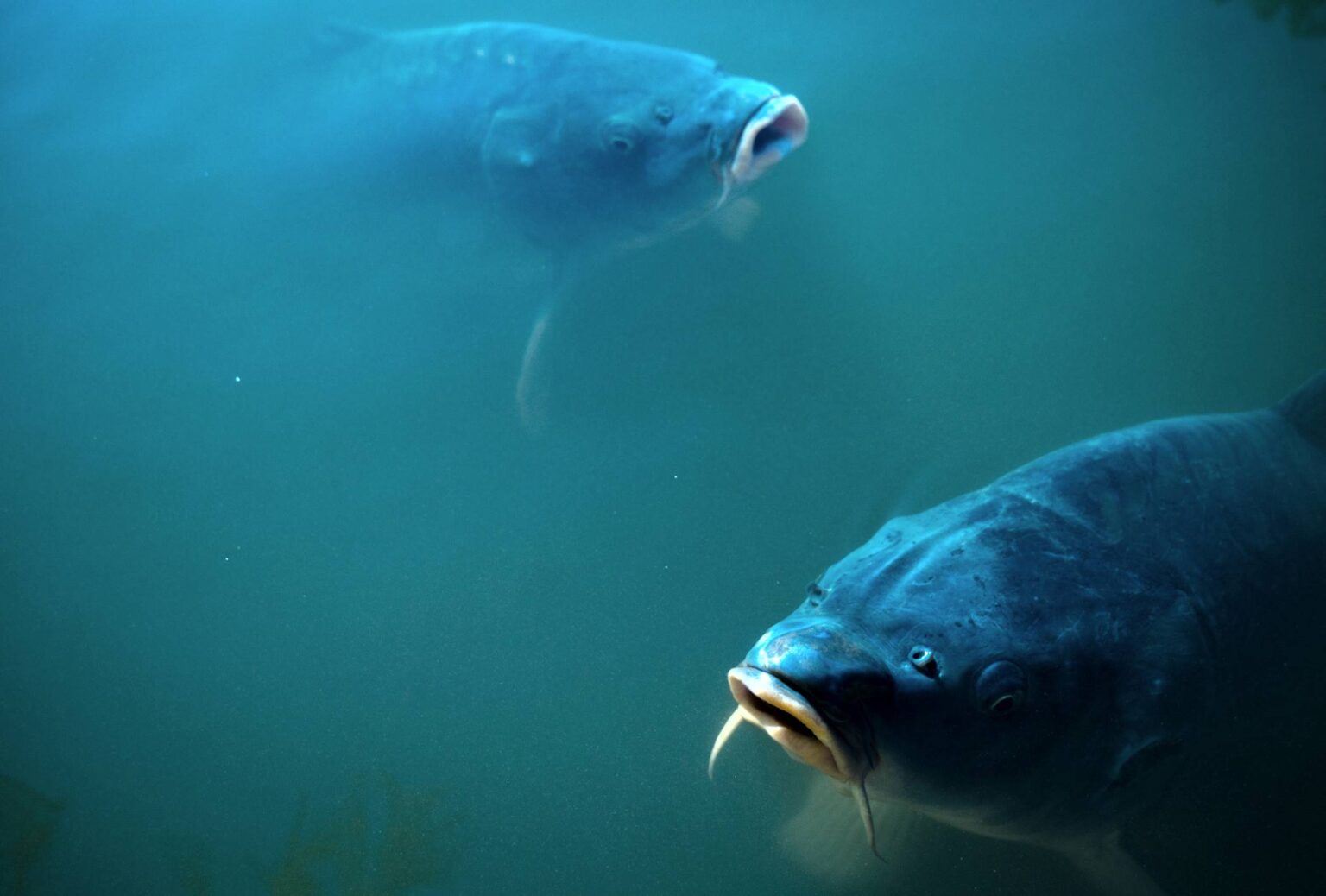 Karpfen: Alles über den Fisch | Simfisch.de
