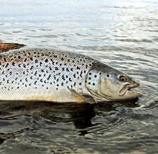 Meerforelle: Biologie, Verhalten und Lebensraum im Detail | Simfisch.de