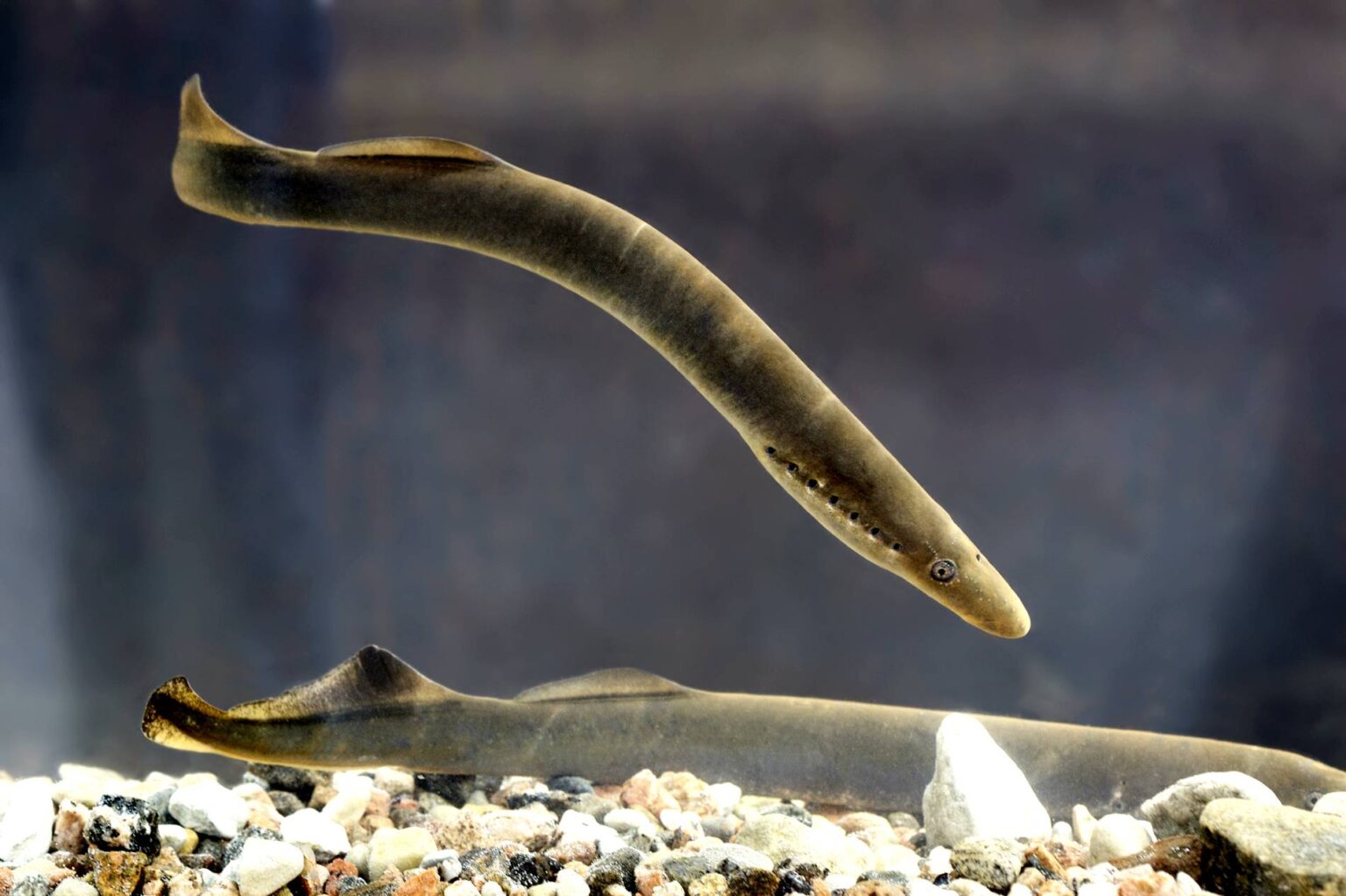 Neunaugen: Alle Infos zu gefürchteten Blutsaugern