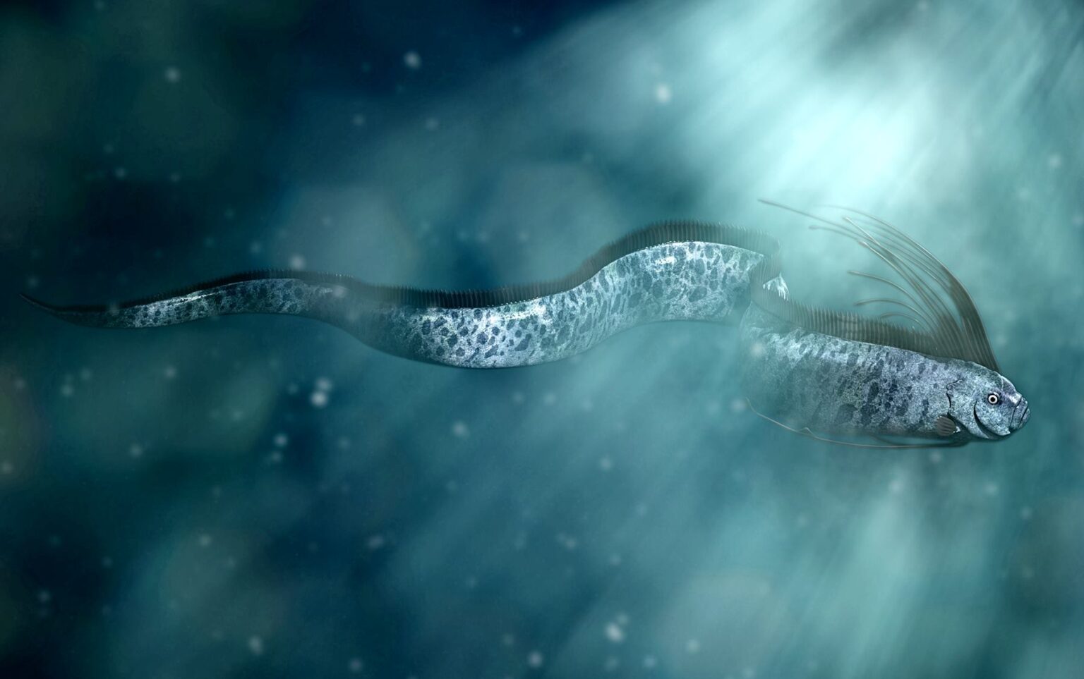 Bilder von Tiefseefischen