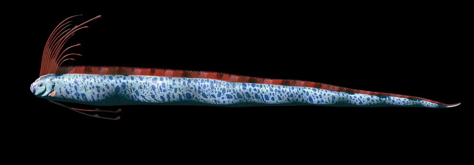 Riemenfisch: Alle Infos zum besonderen Tiefseefisch