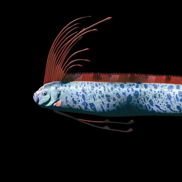 Blobfisch: Alle Infos zum „traurigsten Fisch der Welt“ | Simfisch.de Blobfisch: Alle Infos zum „traurigsten Fisch der Welt“ | Simfisch.de