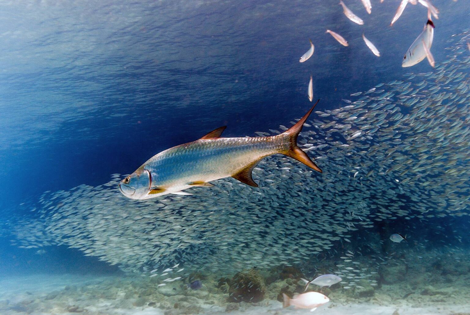 Tarpun: Alle Informationen zum gewaltigen Raubfisch