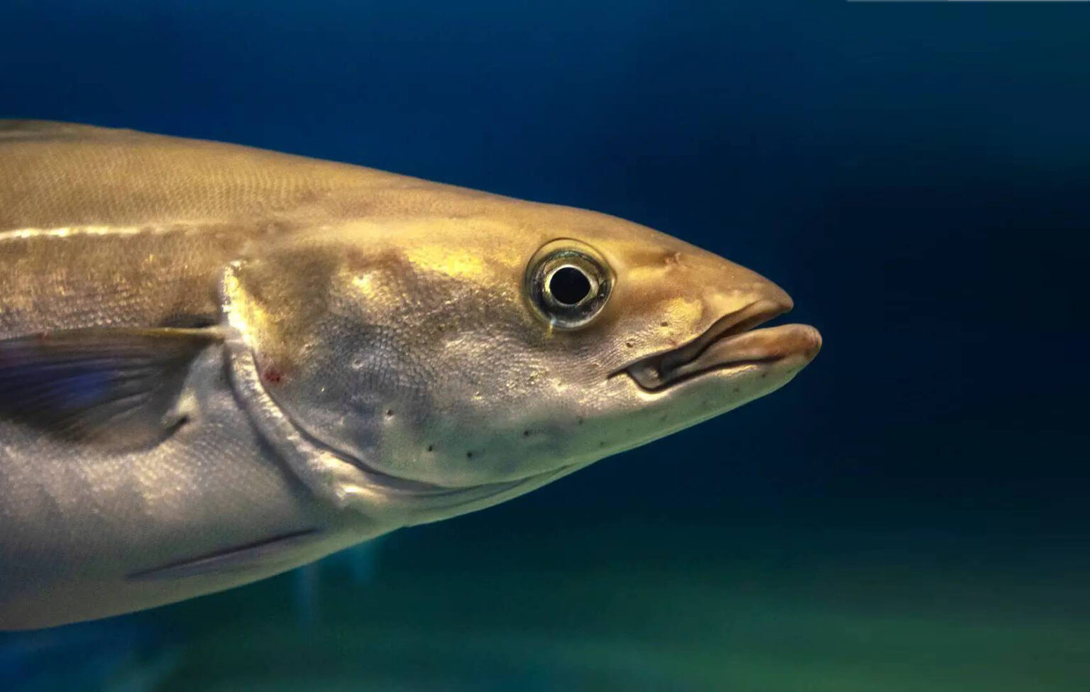 Pollack: Steckbrief, Lebensraum & Eigenschaften | Simfisch.de