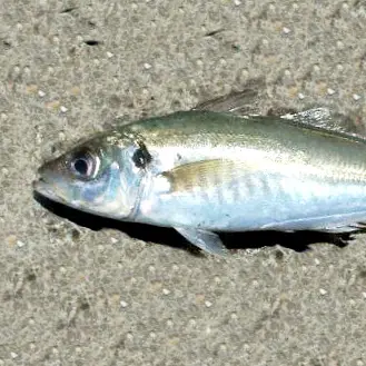 Stöcker (Bastardmakrele): Alles Wissenswerte zum Fisch