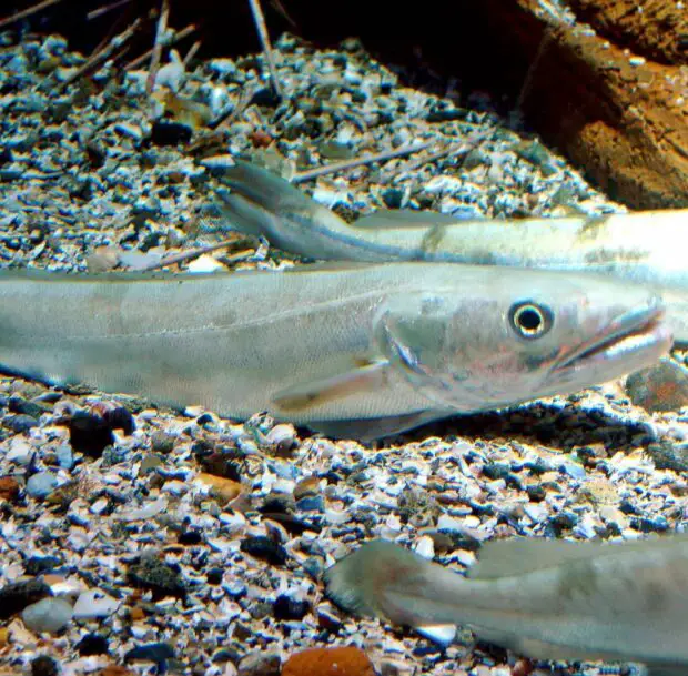 Seehecht: Alle Infos zum wertvollen Speisefisch | Simfisch.de