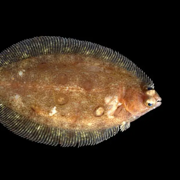 Flunder: Ein Plattfisch, der im Fluss und im Meer lebt | Simfisch.de