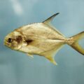 Snook im Fischportrait: Steckbrief, Biologie, Lebensraum